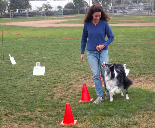 Rally Obedience | Training Your Best Friend