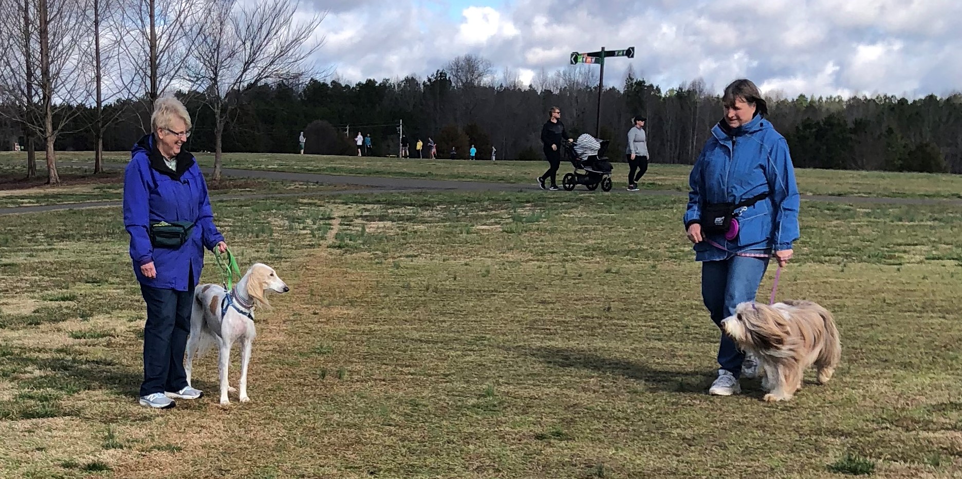 Why Positive Training is the Answer for your Dog | Training Your Best ...